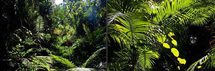 Lianen, Anpassungen an das Leben im tropischen Regenwald, Queensland