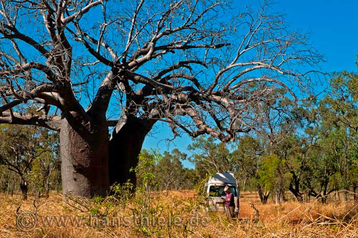 Australische Baobabs, Adansonia gregorii, Anpassungen und Herkunft ...