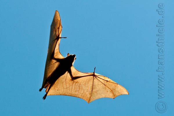 Flugleistungen von Flughunden (Fliegenden Füchse)