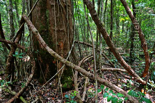 Lianen, Anpassungen an das Leben im tropischen Regenwald, Queensland