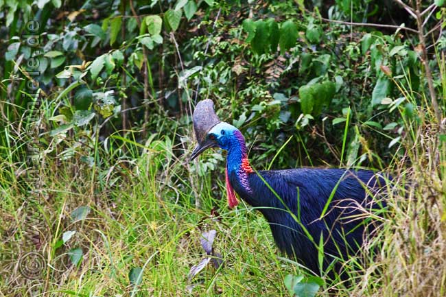 Kasuar, Helmkasuar: Evolution, Lebensweise, Fortpflanzung und Verhalten