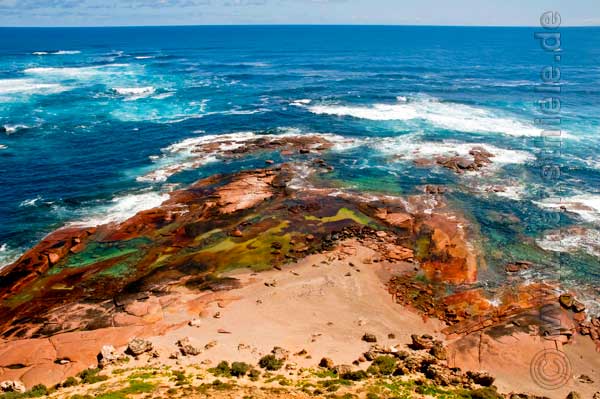 Australische Seelöwen, Neophoca cinerea, Australien See Lion, im Point ...