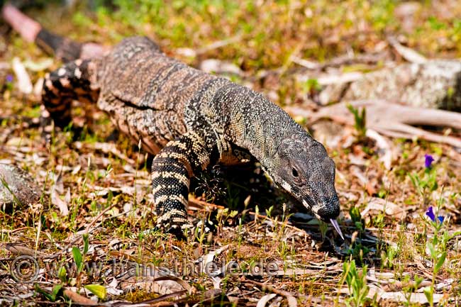 Buntwaran (Varanus varius = Lace Monitor) auf der Nahrungssuche im Mt ...