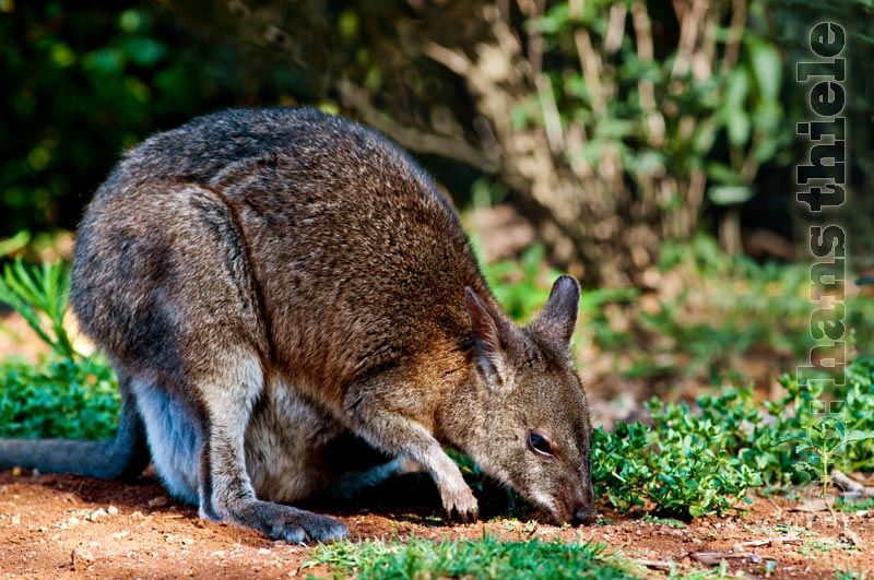 Rothalsfilander, Red-necked Pademelon, Thylogale thetis
