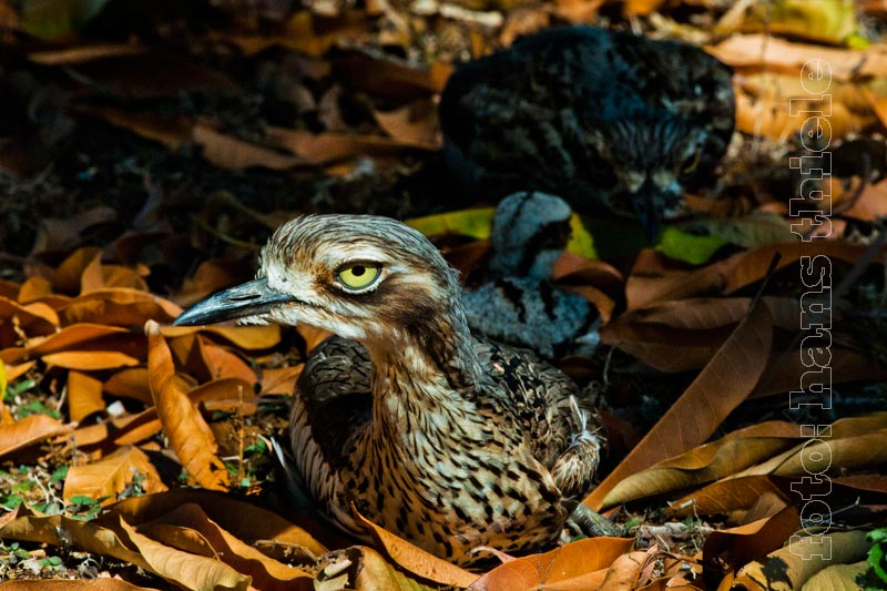 Triele, Burhinus grallarius, als nachtaktiver Jäger